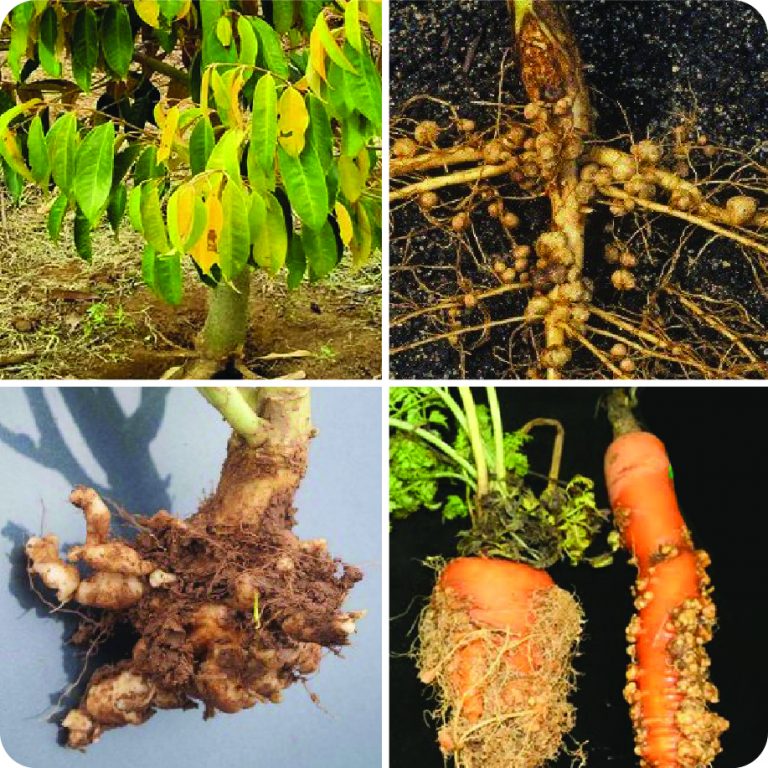 Trichoderma Tricô ĐHCT 500g – Hoàng Gia Long BioTech
